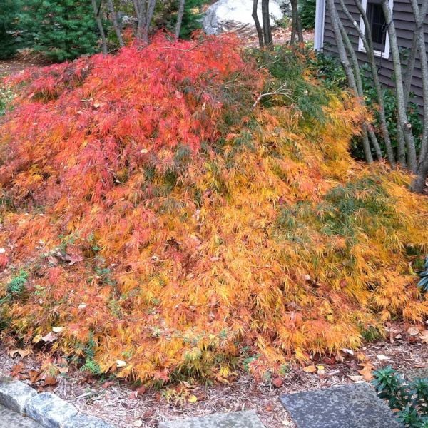 Acer palmatum dissectum 'Waterfall' | White Flower Farm
