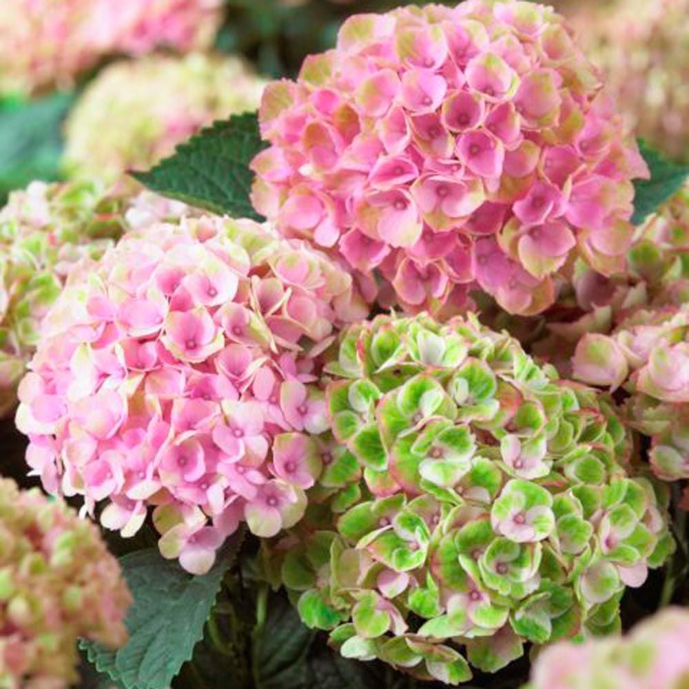 Hydrangea macrophylla Magical® Revolution | White Flower Farm