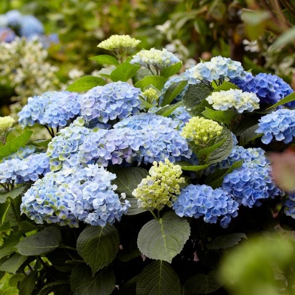 Hydrangea macrophylla Magical® Revolution | White Flower Farm