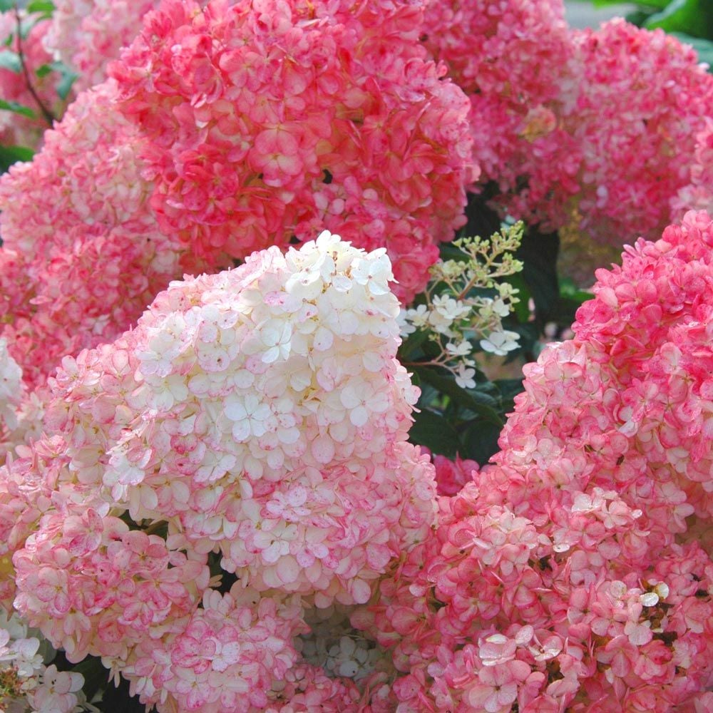 Hydrangea paniculata Vanilla Strawberry™ | White Flower Farm