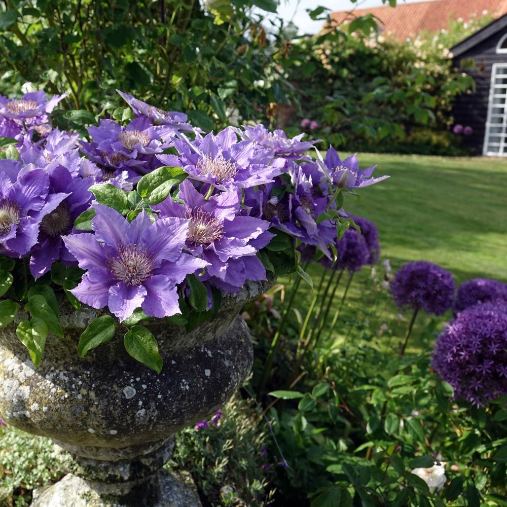 Clematis Bijou™ Tudor Patio® | White Flower Farm