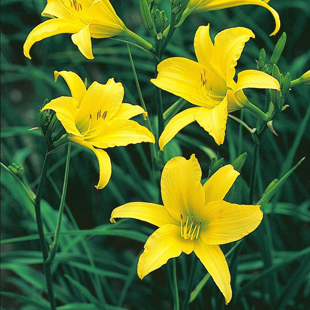 Hemerocallis (Daylily) 'Hyperion' | White Flower Farm