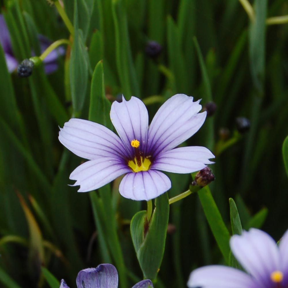 Lucerne Flower