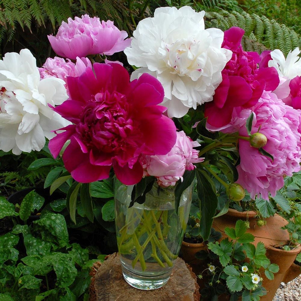 Old-Time Peony Collection | White Flower Farm