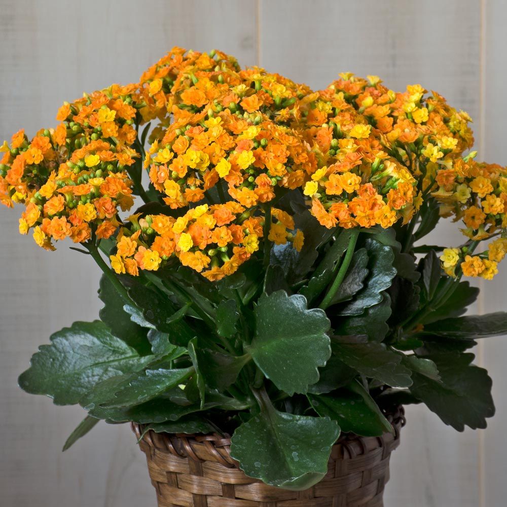Orange Kalanchoe in woven basket | White Flower Farm