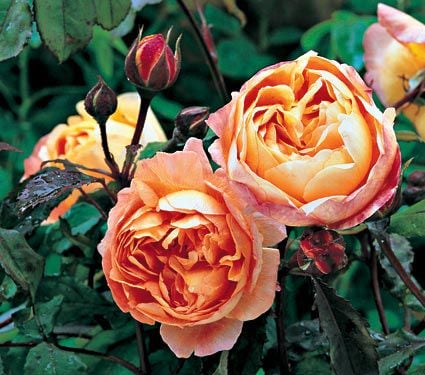 Rose Lady Emma Hamilton™ | White Flower Farm