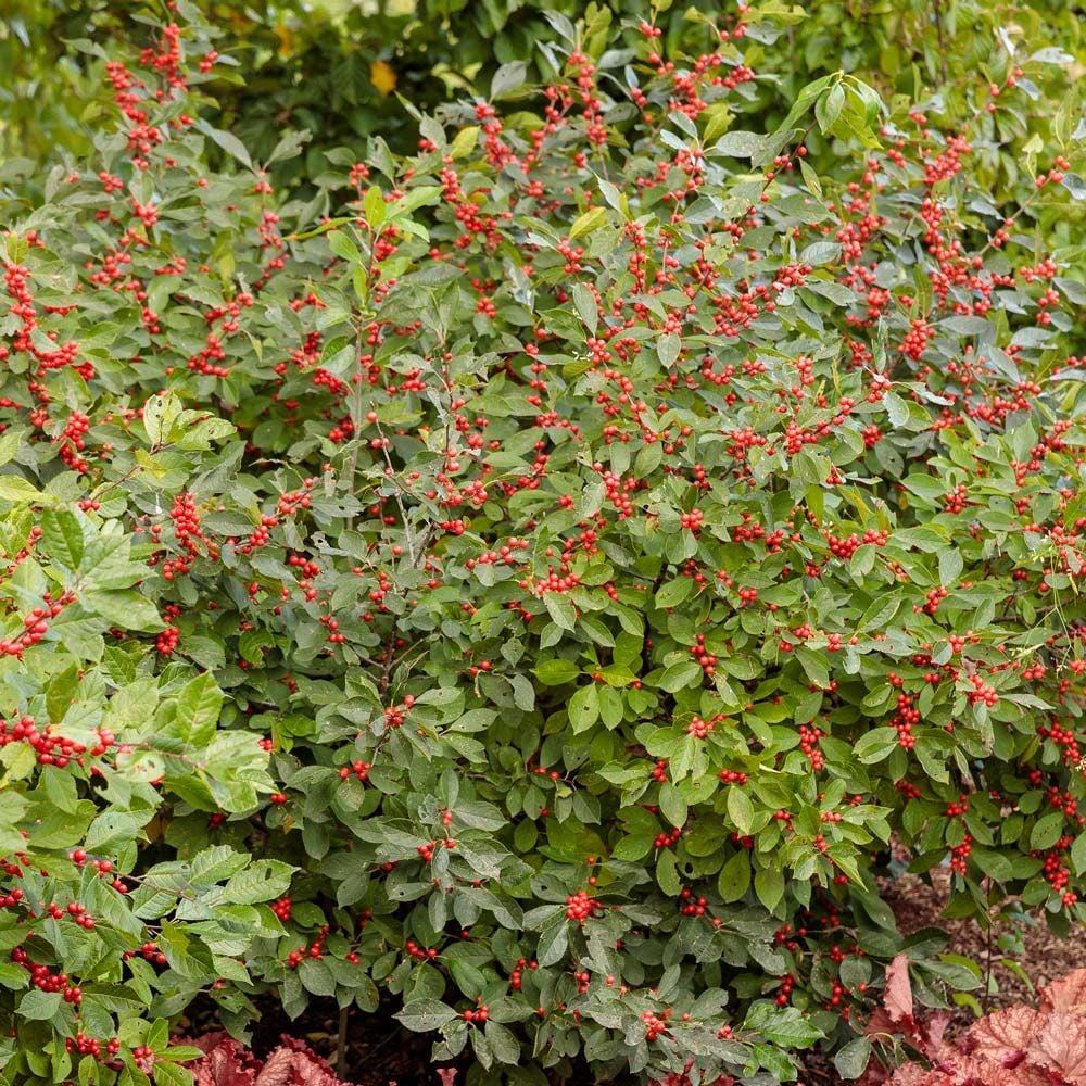 Ilex verticillata Berry Heavy® | White Flower Farm