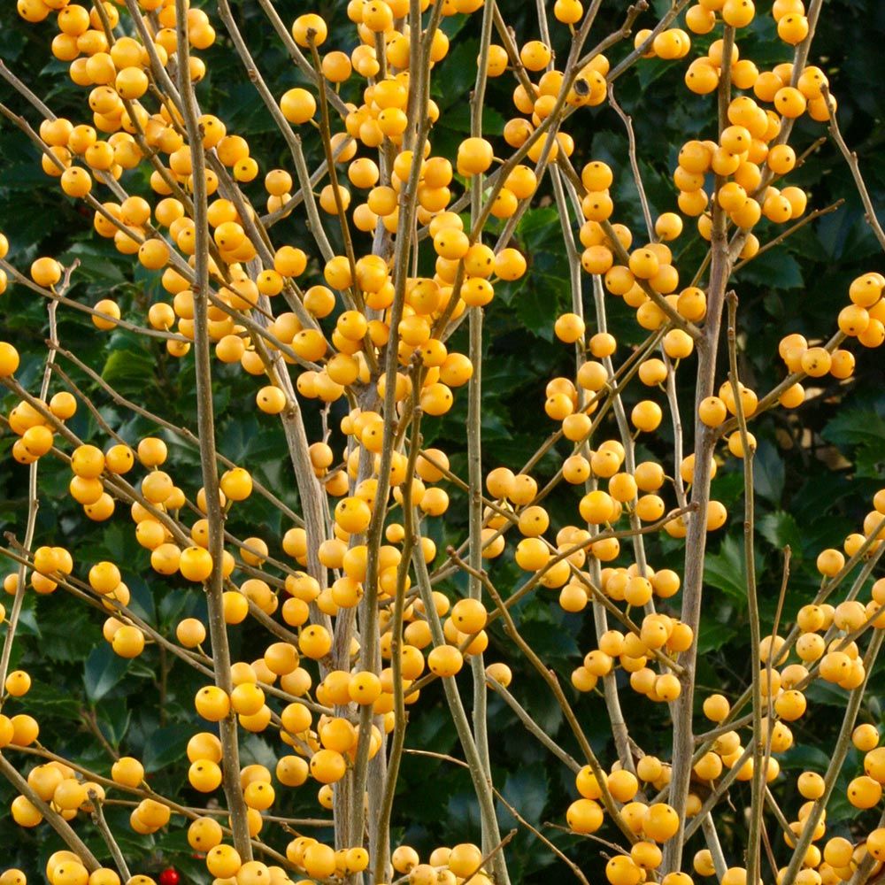Ilex verticillata Berry Heavy® Gold | White Flower Farm