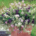Verbena tenuisecta Edith | White Flower Farm