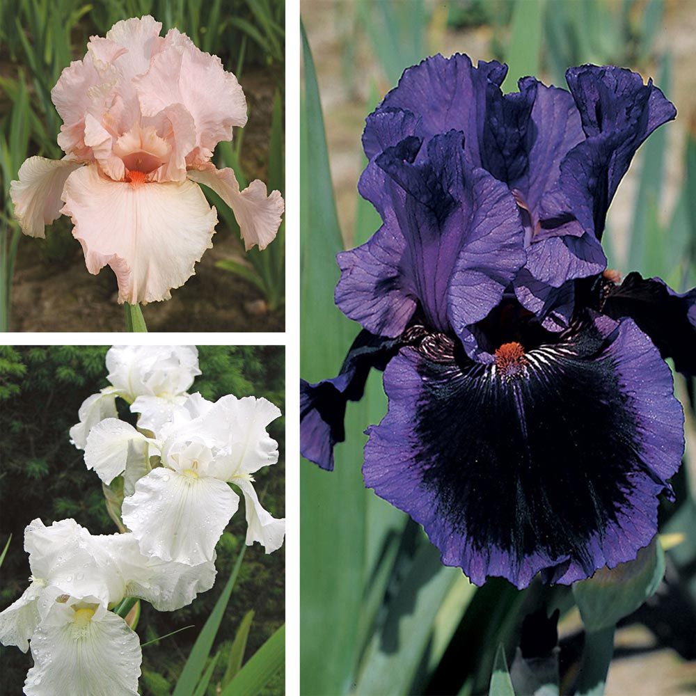 Reblooming Tall Bearded Iris Collection | White Flower Farm