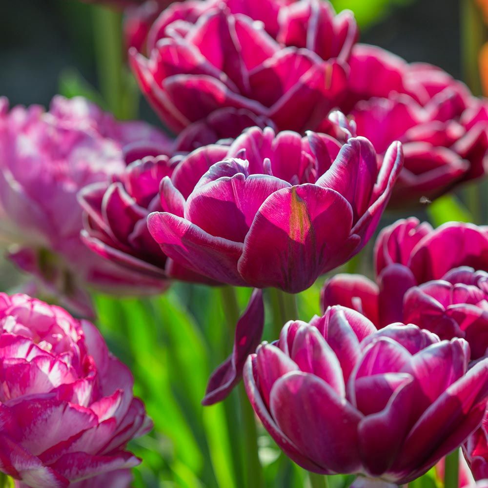 Tulip 'Dream Touch' | White Flower Farm