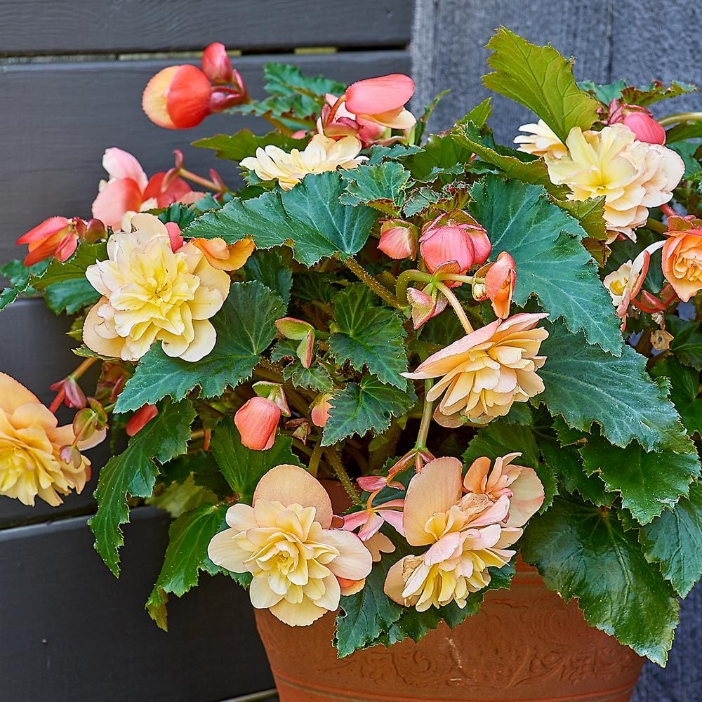 Begonia Fragrant Falls® Peach | White Flower Farm