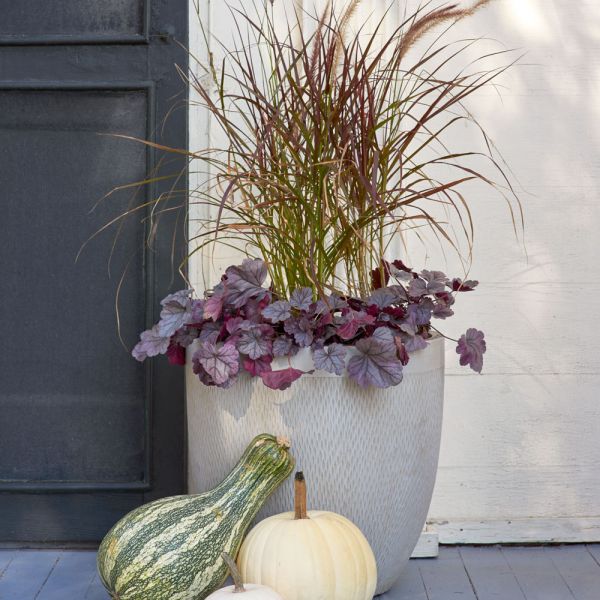 Fall Flourish Collection | White Flower Farm