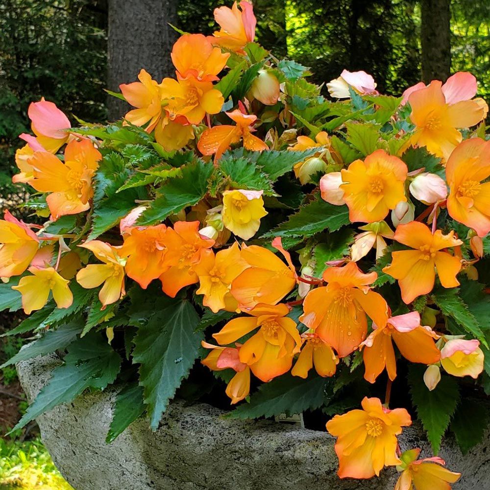 Begonia I'Conia® Lucky Strike | White Flower Farm