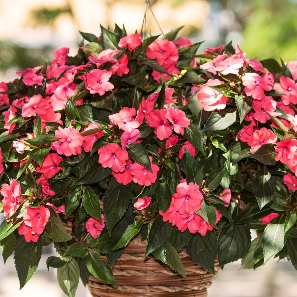 Impatiens SunPatiens® Vigorous Shell Pink | White Flower Farm