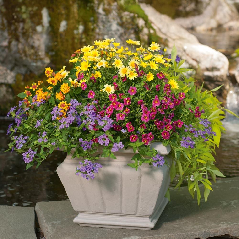 Rainbow Sparkler Container Garden | White Flower Farm