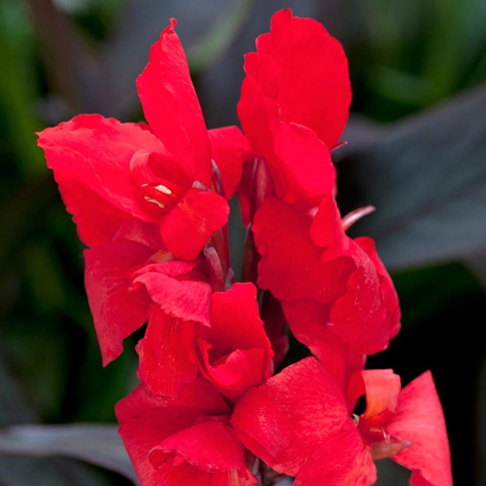 Canna Toucan® Scarlet | White Flower Farm