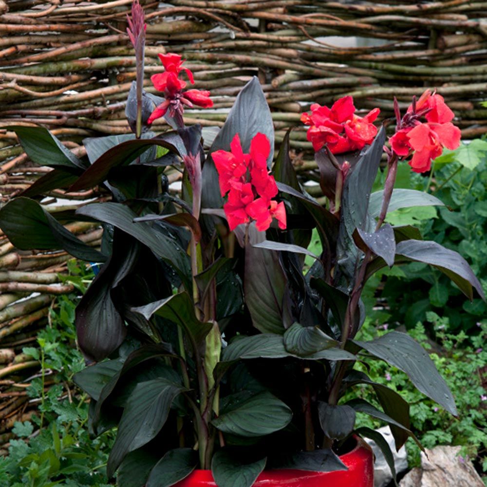 Canna Toucan® Scarlet | White Flower Farm