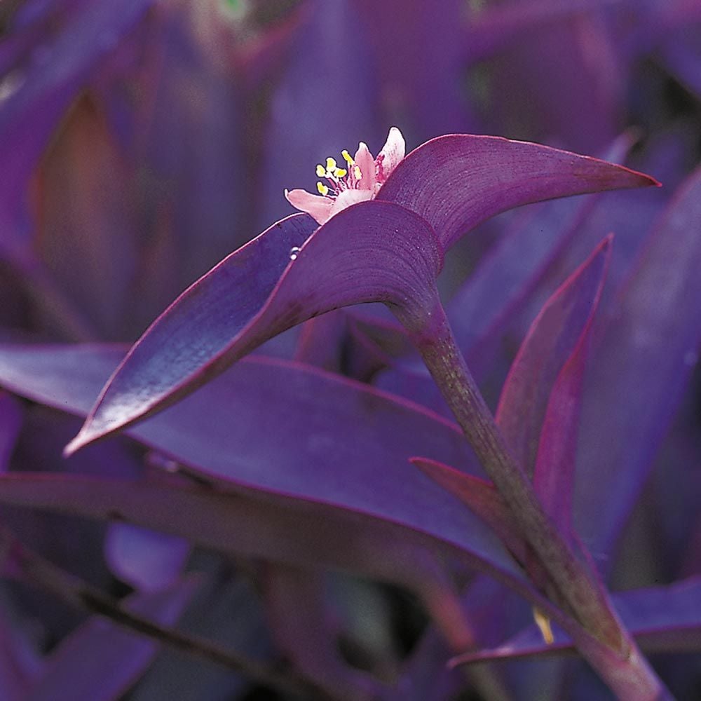 purple plejade