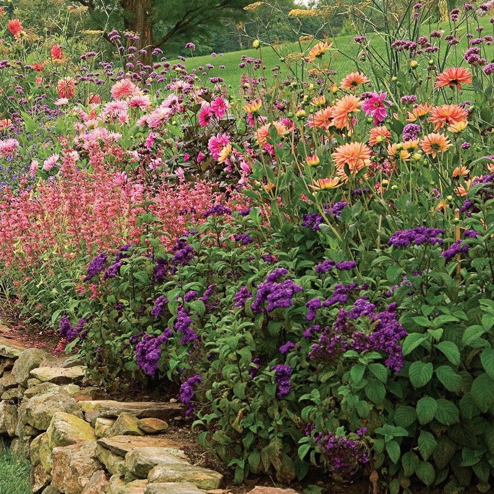 Heliotrope 'Fragrant Delight' | White Flower Farm