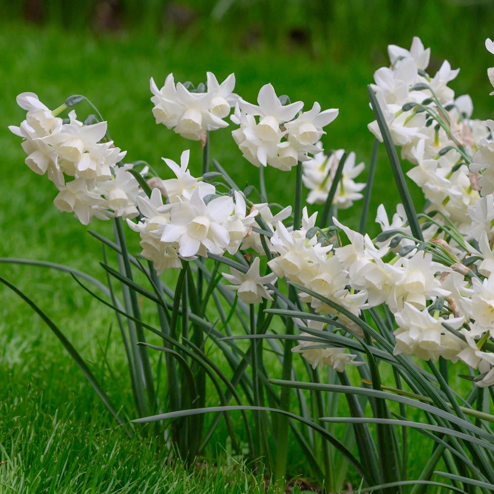 Narcissus 'Starlight Sensation' | White Flower Farm