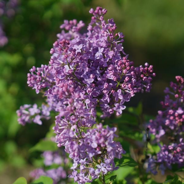 Syringa x hyacinthiflora Scentara® Pura | White Flower Farm