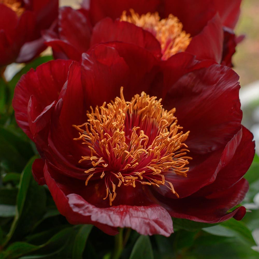 Japanese Peony Trio | White Flower Farm