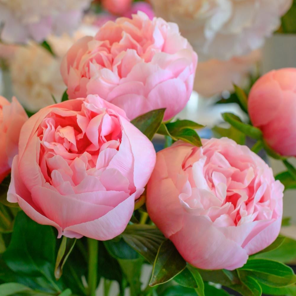 Peony 'Etched Salmon' | White Flower Farm