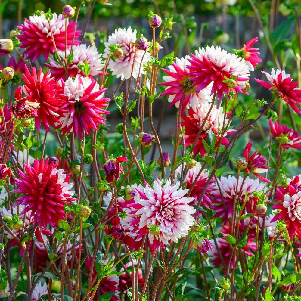 Dahlia Rebeccas World | White Flower Farm
