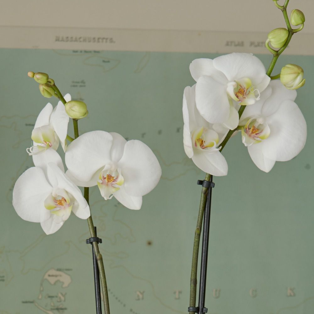 White Moth Orchid in 5½" ceramic cachepot | White Flower Farm