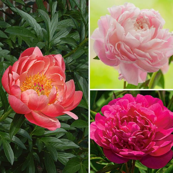 Award-Winning Peony Trio | White Flower Farm