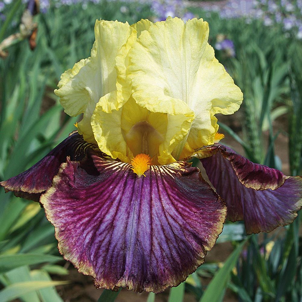 bearded iris flowering time