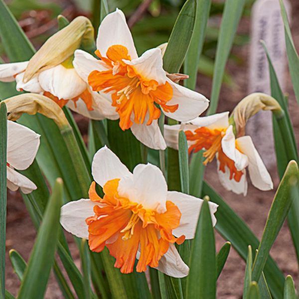 A Mix of Butterfly Daffodils | White Flower Farm