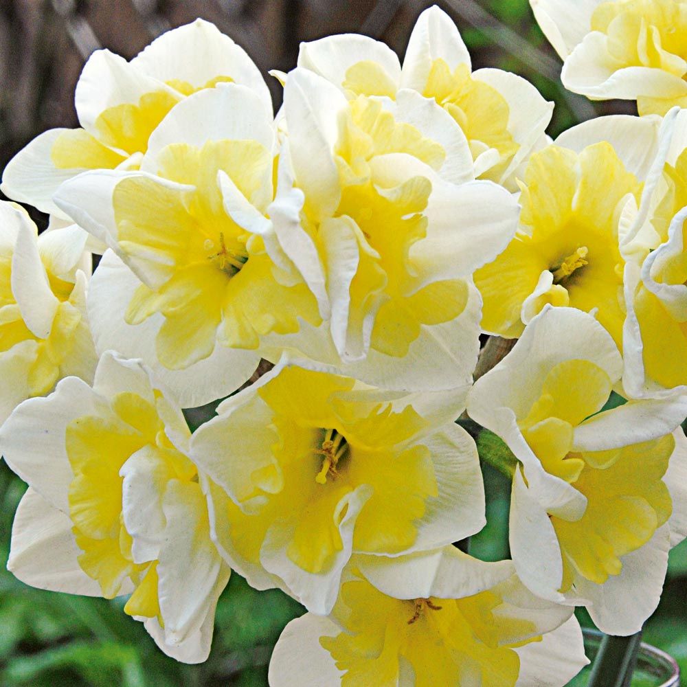 A Mix of Butterfly Daffodils | White Flower Farm