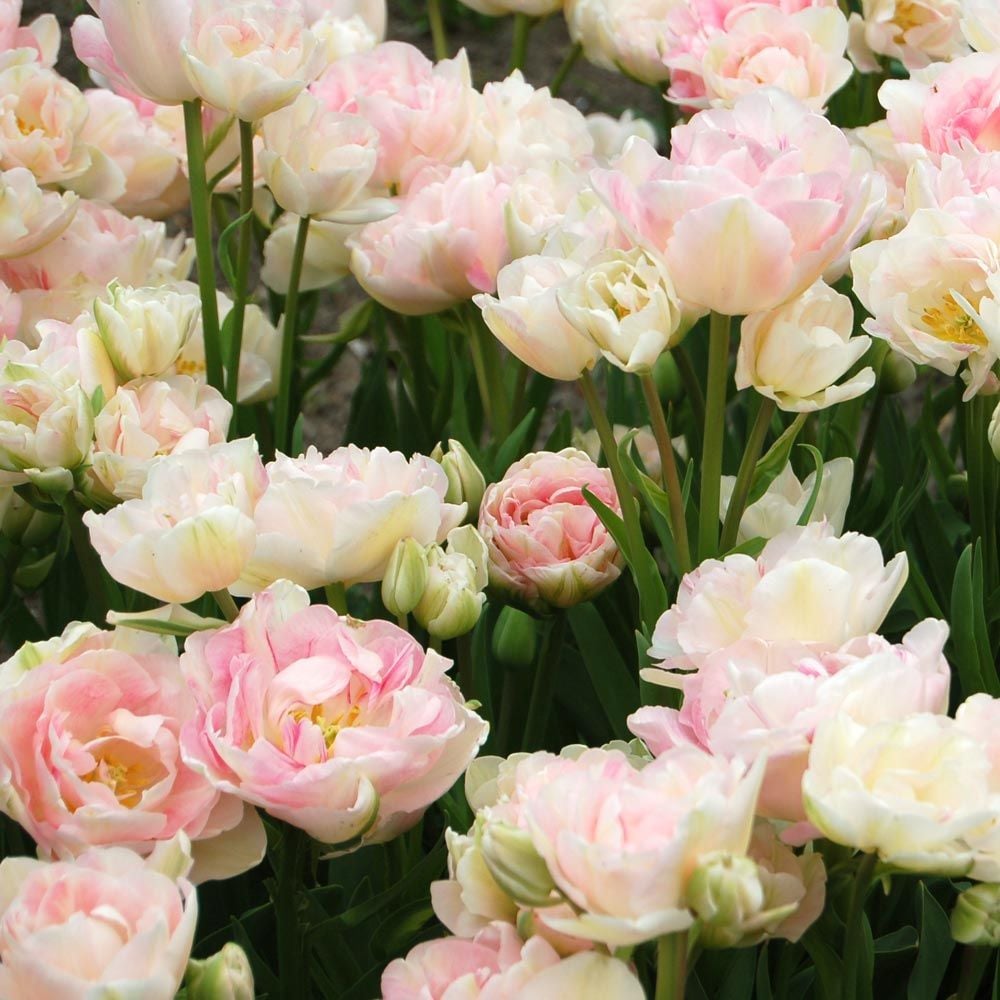 Tulip 'Angélique' | White Flower Farm