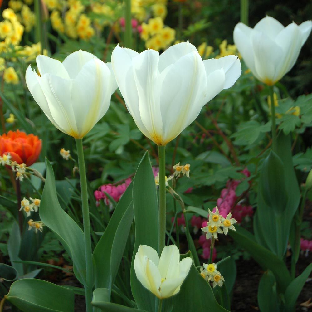 Tulip Purissima Blonde | White Flower Farm