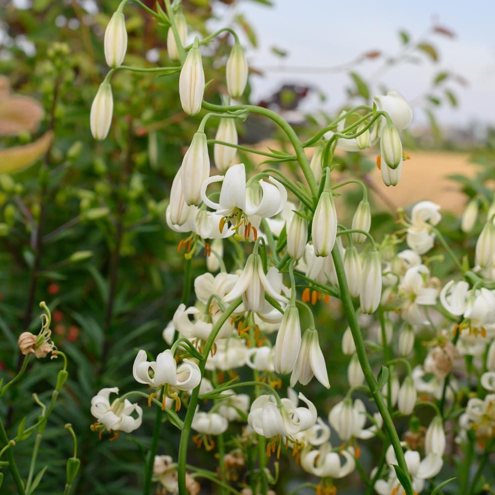 Lilium martagon 'Snowy Morning' | White Flower Farm