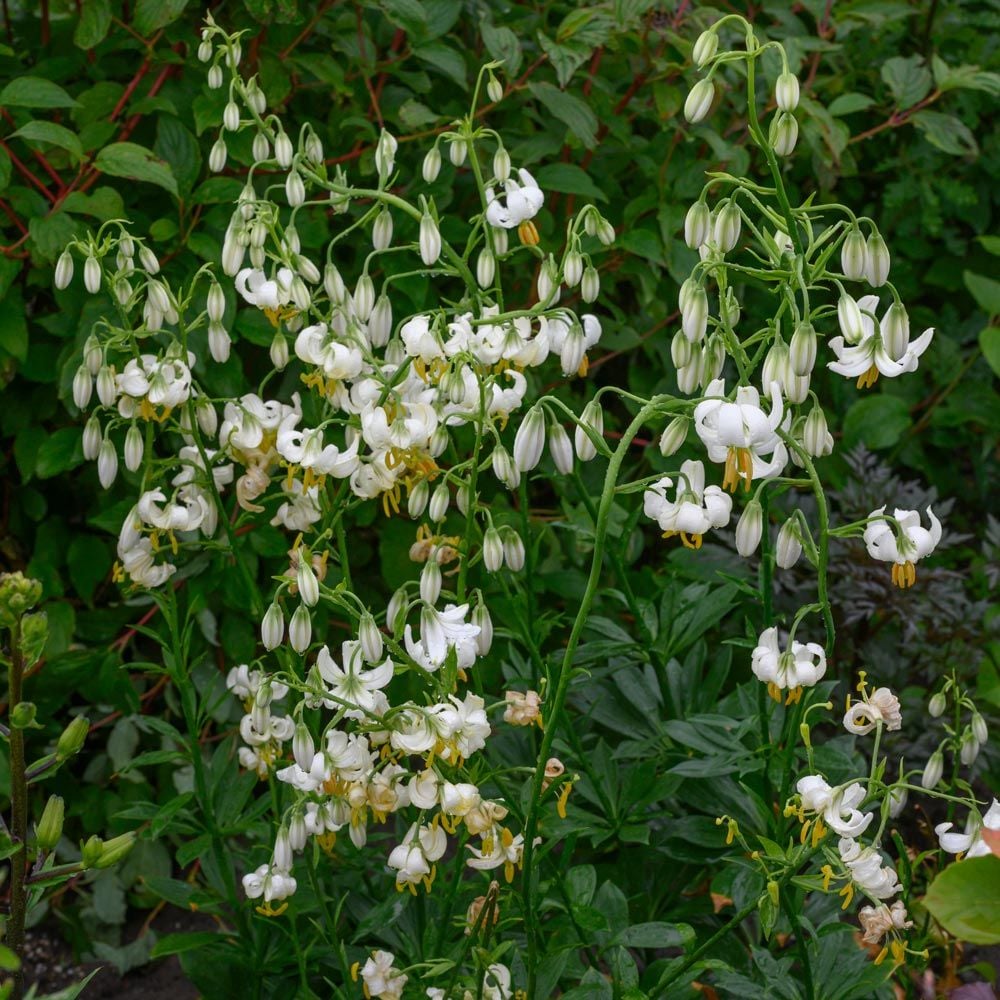 Lilium martagon 'Snowy Morning' | White Flower Farm