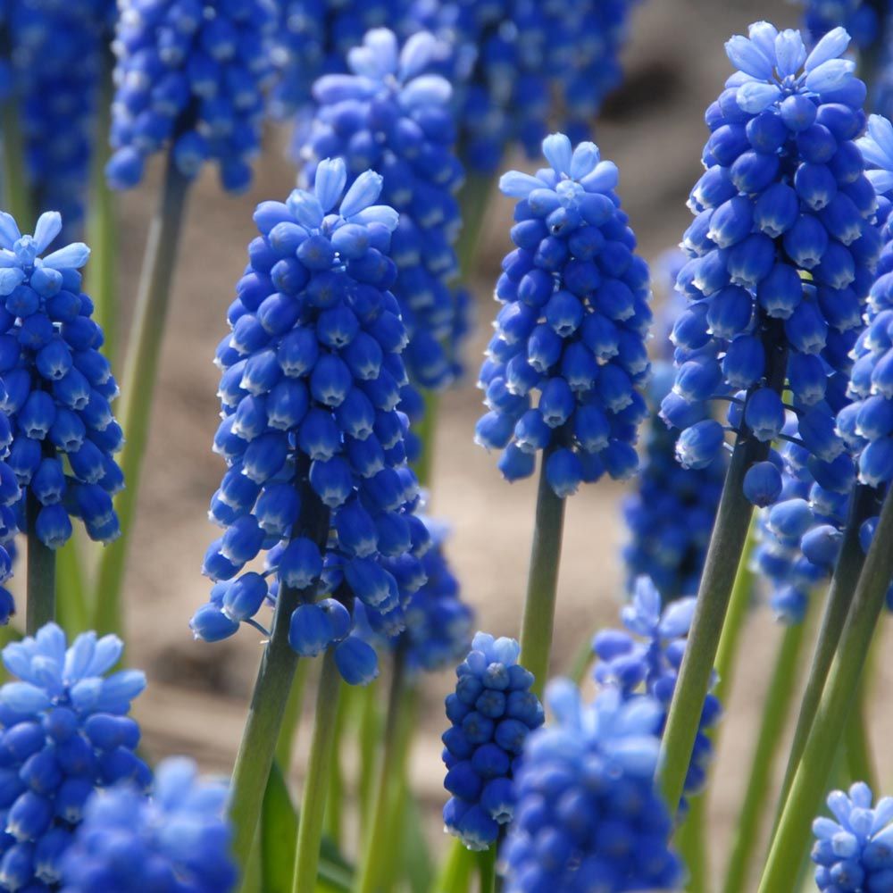 Muscari aucheri 'Blue Magic' | White Flower Farm