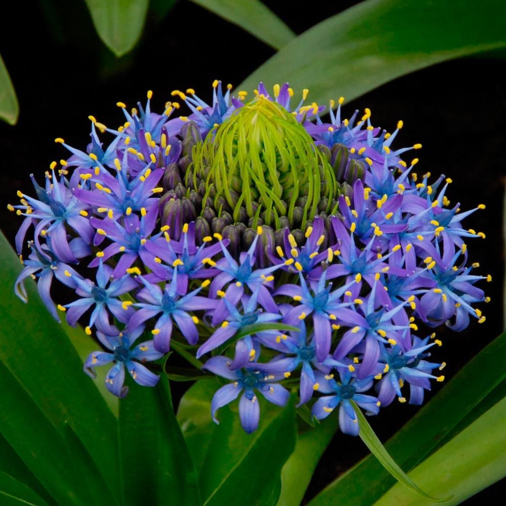 Scilla peruviana | White Flower Farm