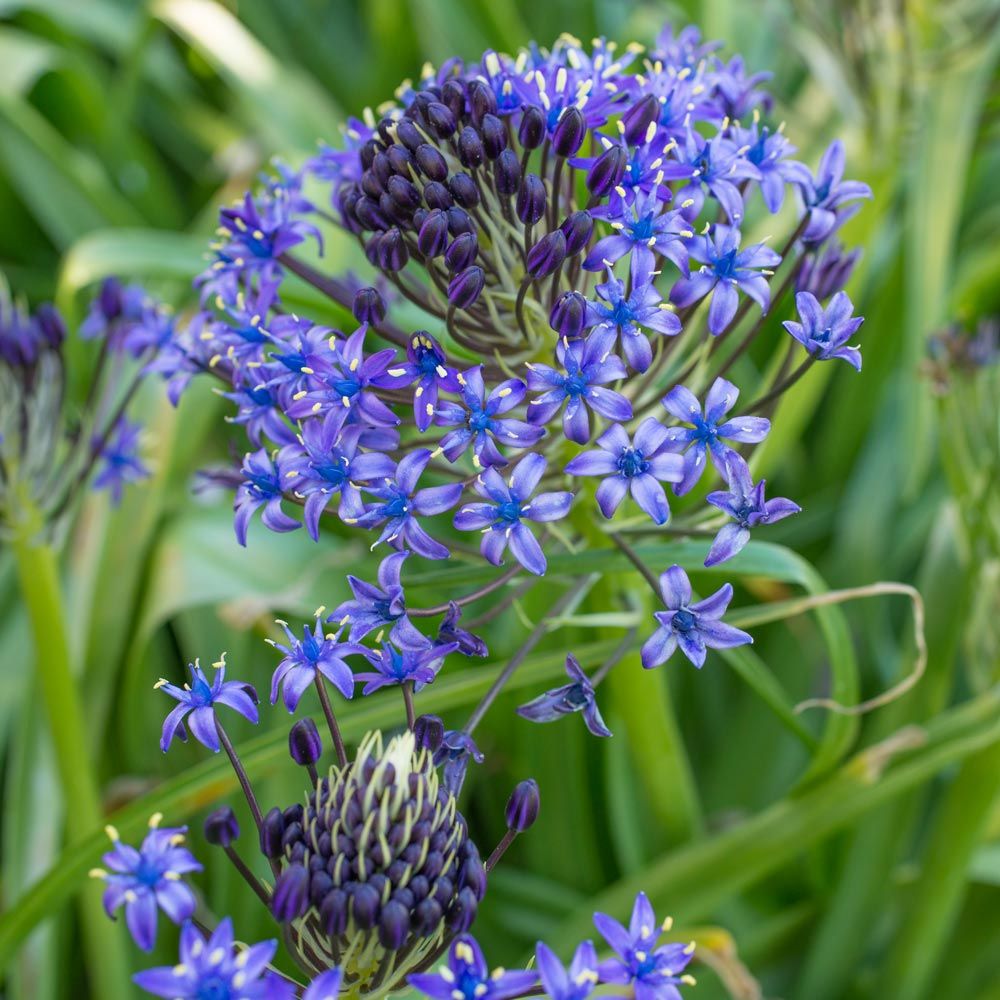 Scilla peruviana | White Flower Farm