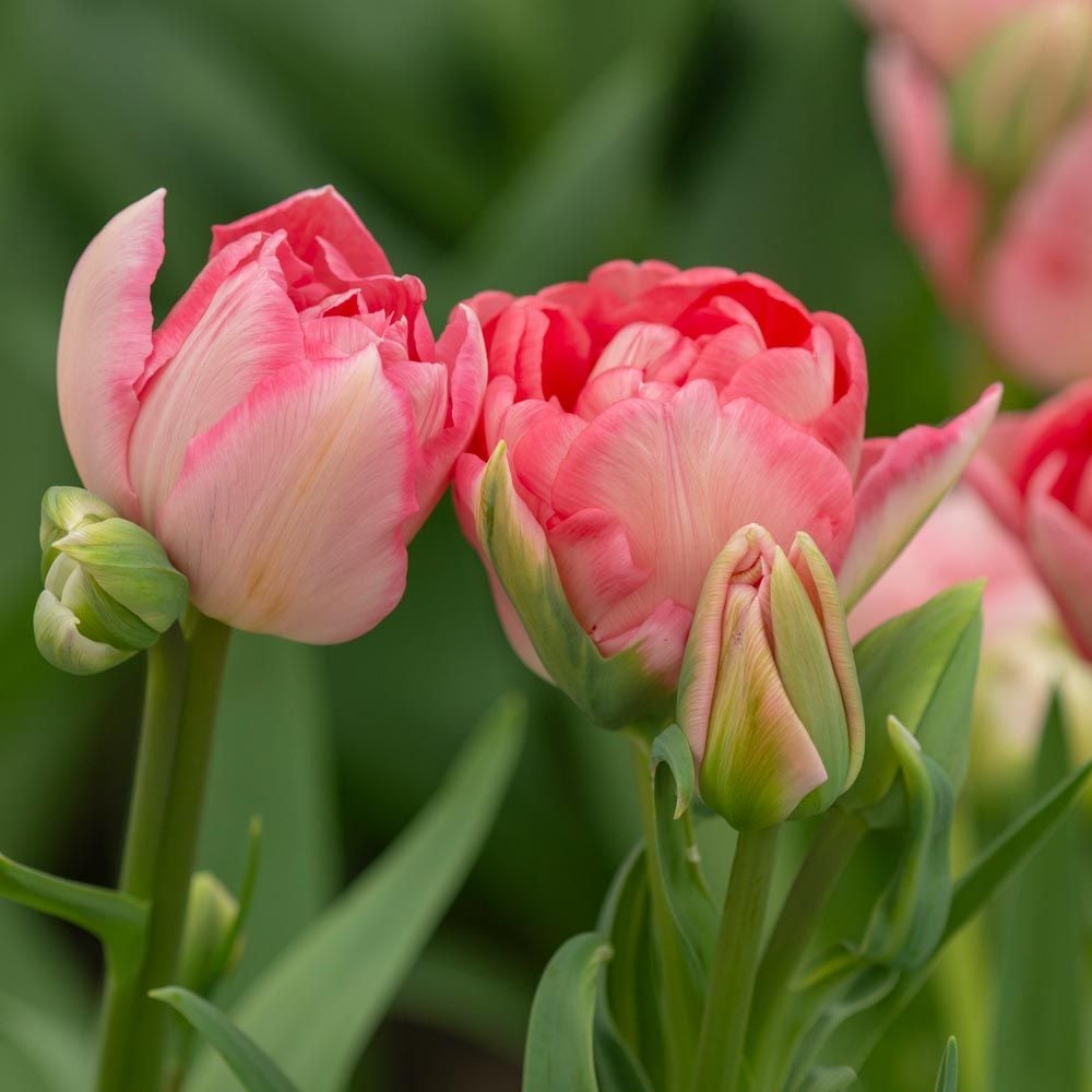 Tulip 'Princess Angélique' | White Flower Farm