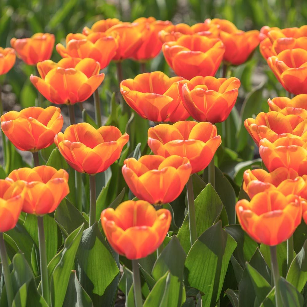 Tulip 'Triple A' | White Flower Farm