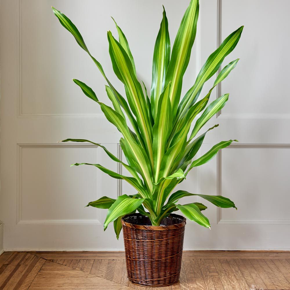 Dracaena 'Golden Heart' | White Flower Farm
