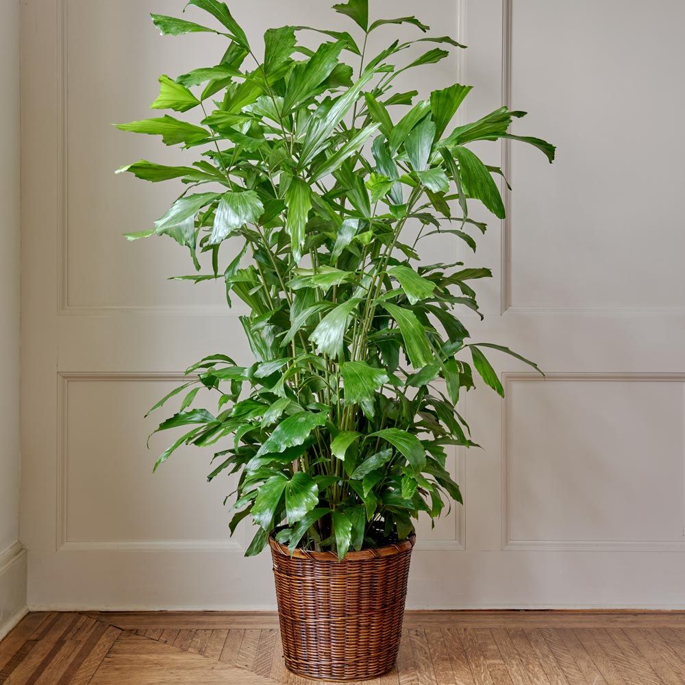 Fishtail Palm | White Flower Farm