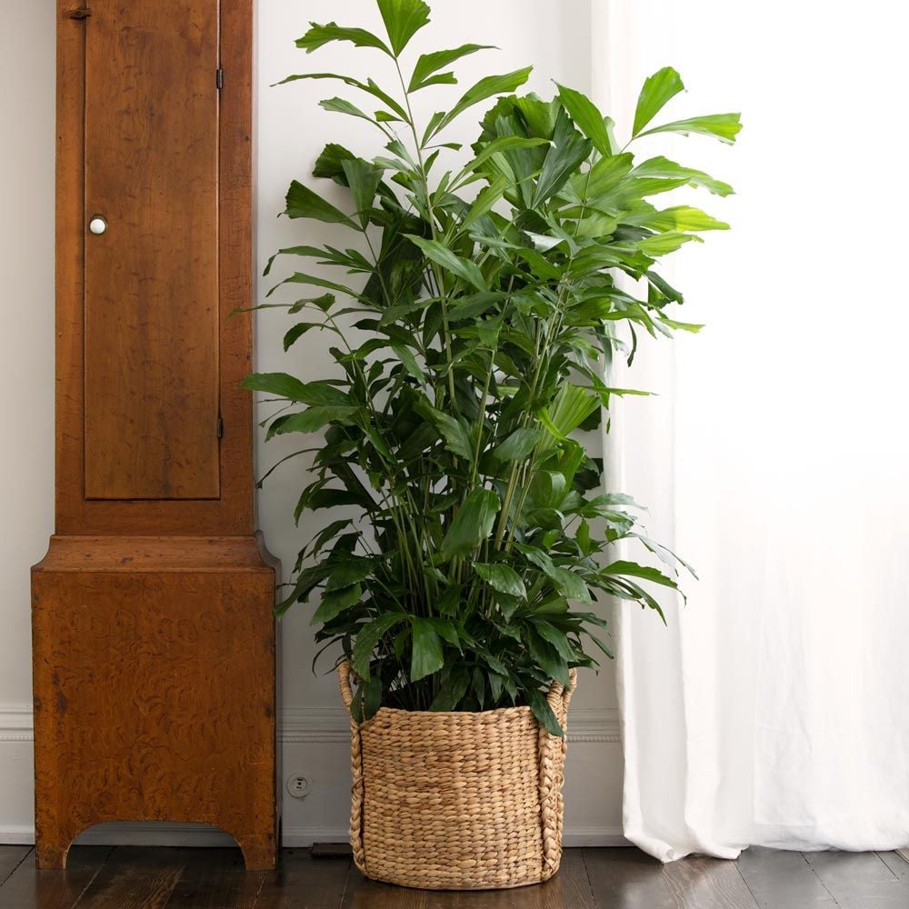 Fishtail Palm | White Flower Farm