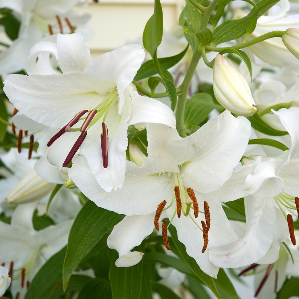 Lilium 'Casa Blanca' | White Flower Farm