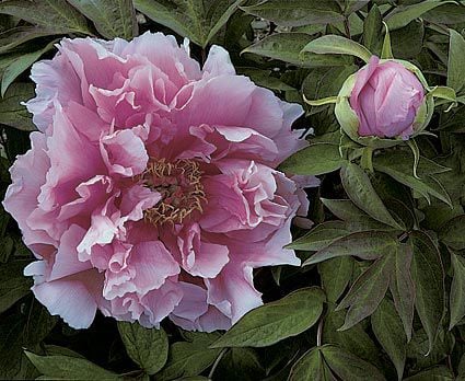 Paeonia suffruticosa 'Kamata Fuji' - Tree Peony | White Flower Farm