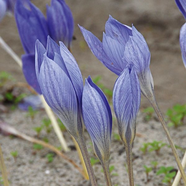 Fall-Blooming Crocus Mix | White Flower Farm
