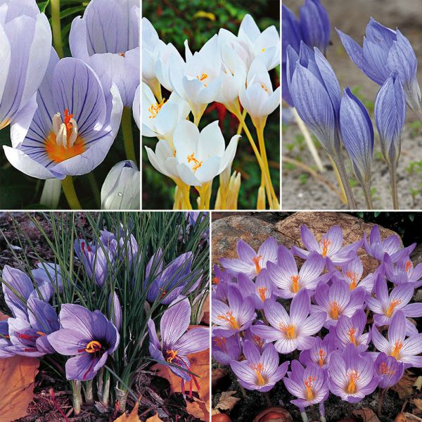 Fall-Blooming Crocus Mixture | White Flower Farm
